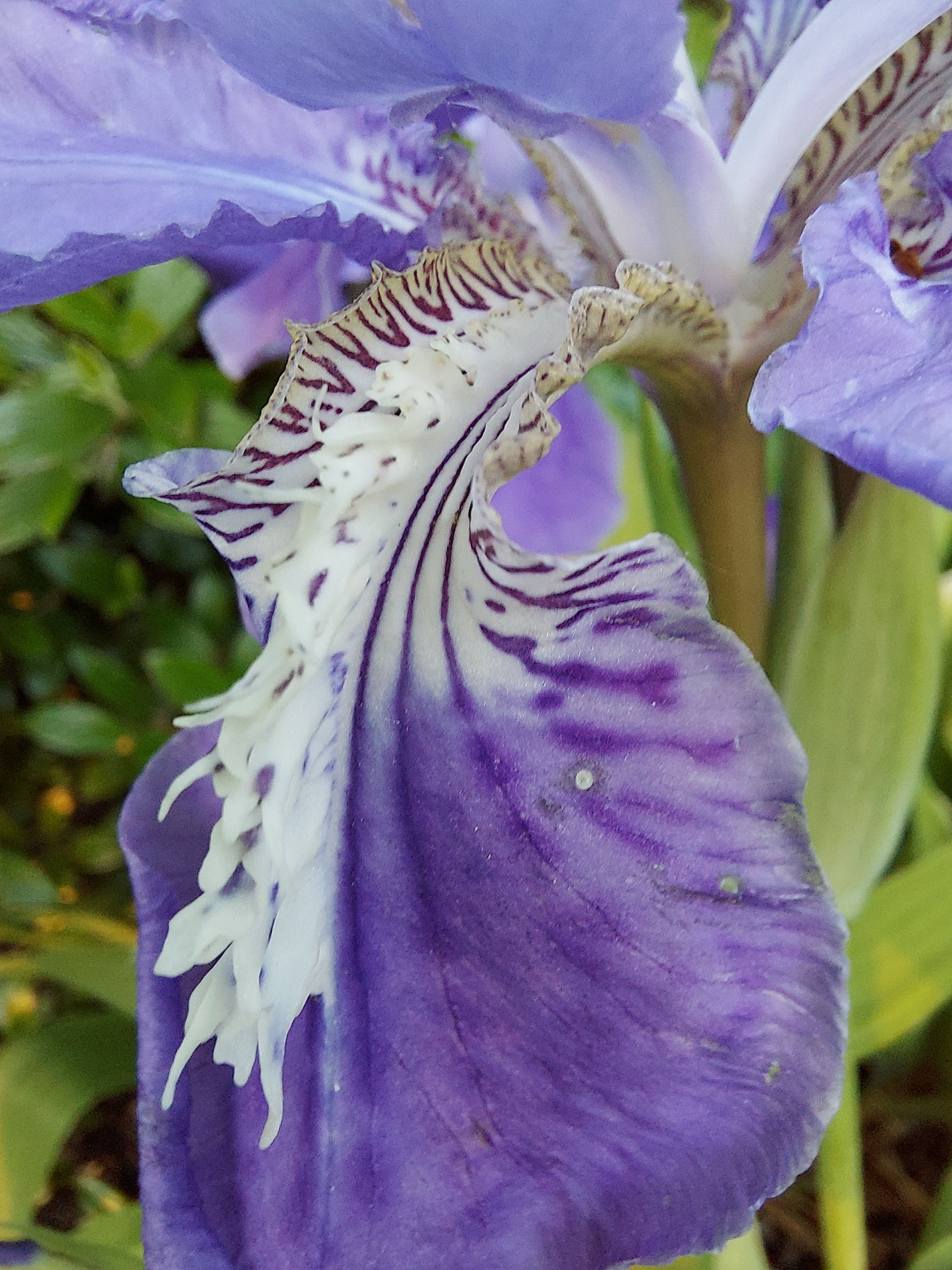 Iris (@IrisinHalifax@mstdn.ca) - Mastodon Canada